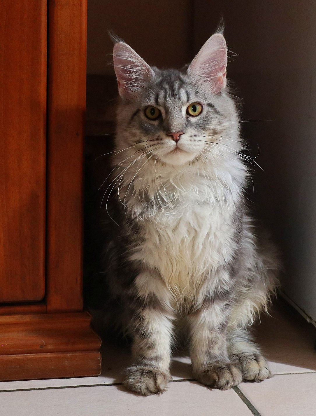 Litter Gallery – yendor cats